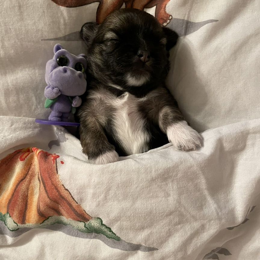 Малышка чишка