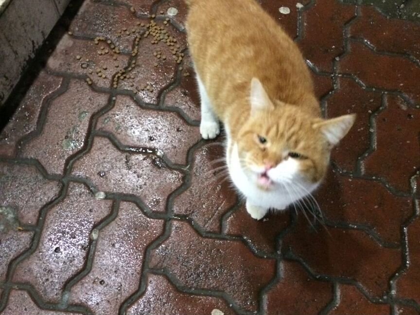 Кот в добрые руки спасите кота замерзает