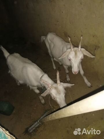 Продам козачек