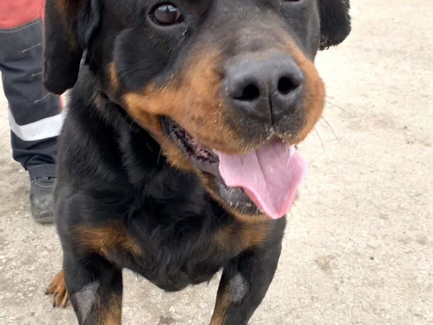 Ротвейлер в добрые руки