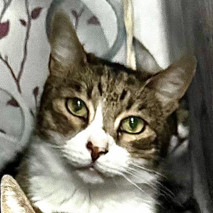 Котик в добрые руки