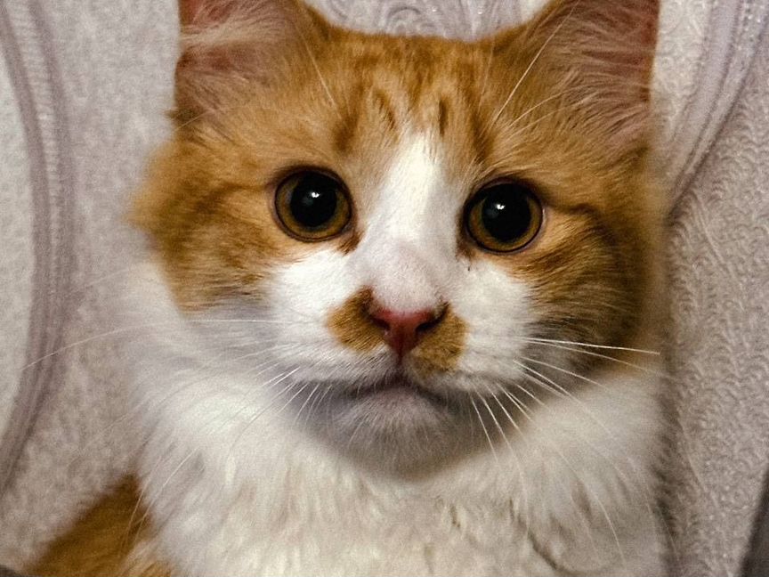 Солнечный котик ищет своих людей