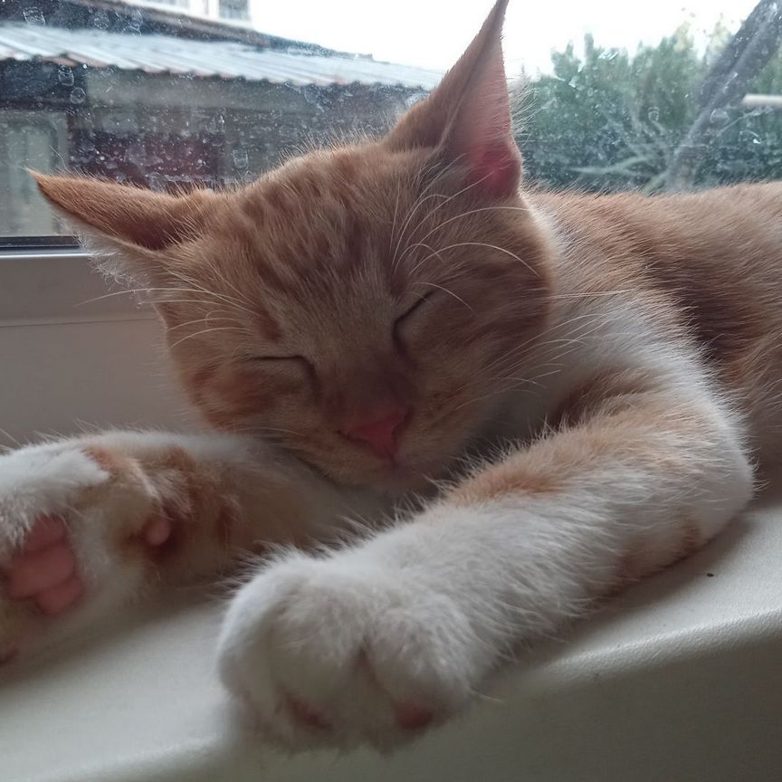 Золотой котёнок с белыми лапками