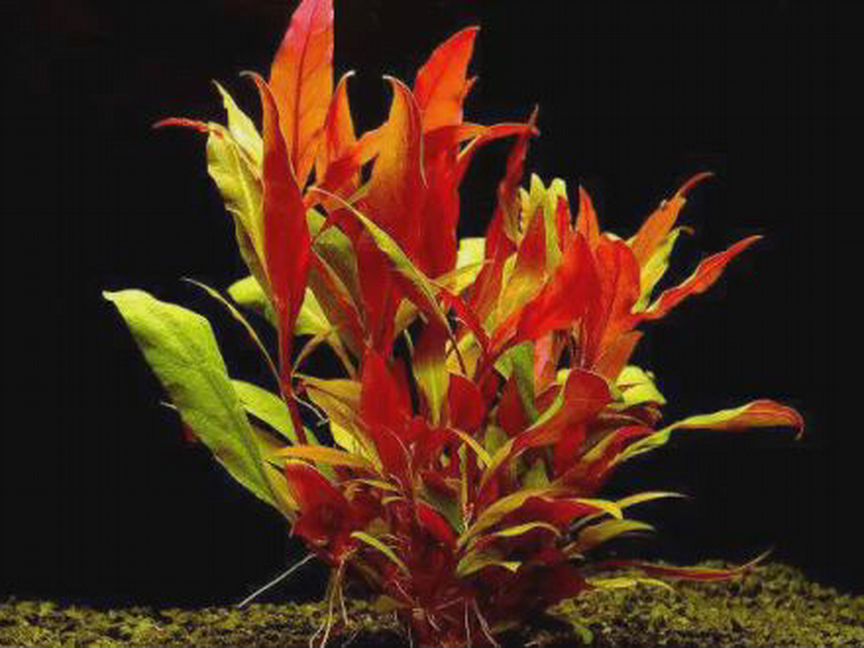 Альтернатера рейнека Розаэфолия розовая