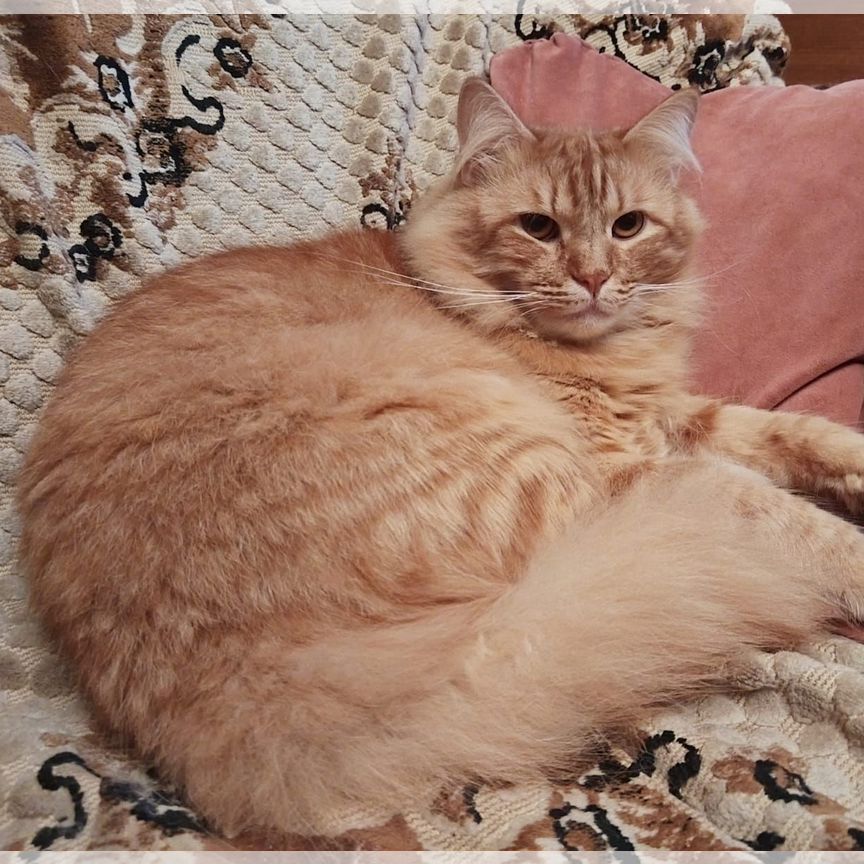 Котик в добрые руки