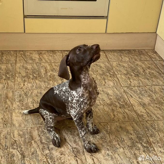 Щенок курцхаара