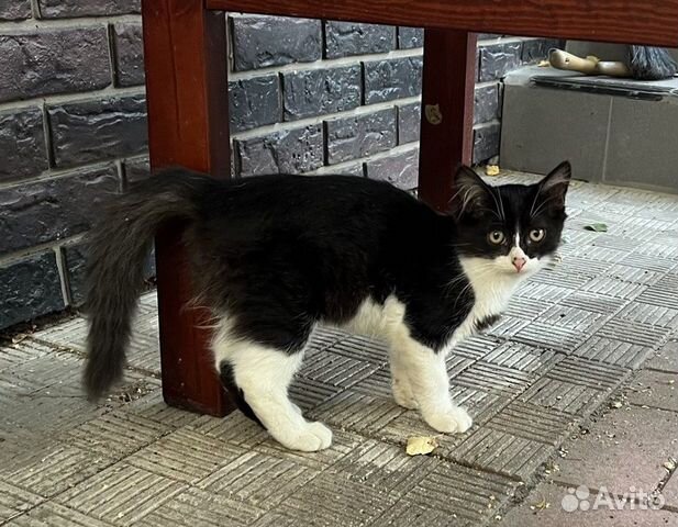 Шикарный 4 мес котенок Чарли ищет дом