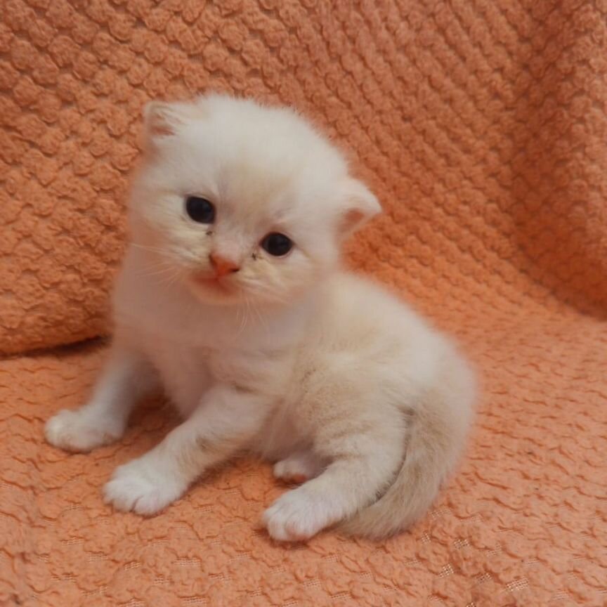 Шотландские котята