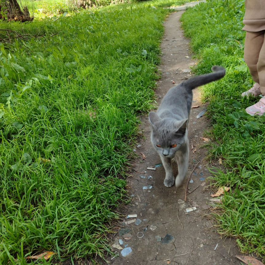 Британская кошка бесплатно