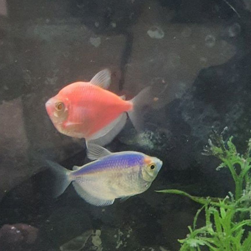 Рыбки тернеции