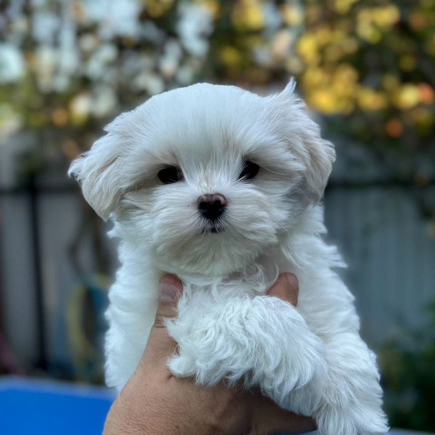 Супер Мальтезе РКФ