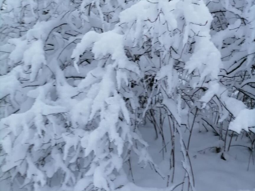 Продаю Люцерна сено второй укос
