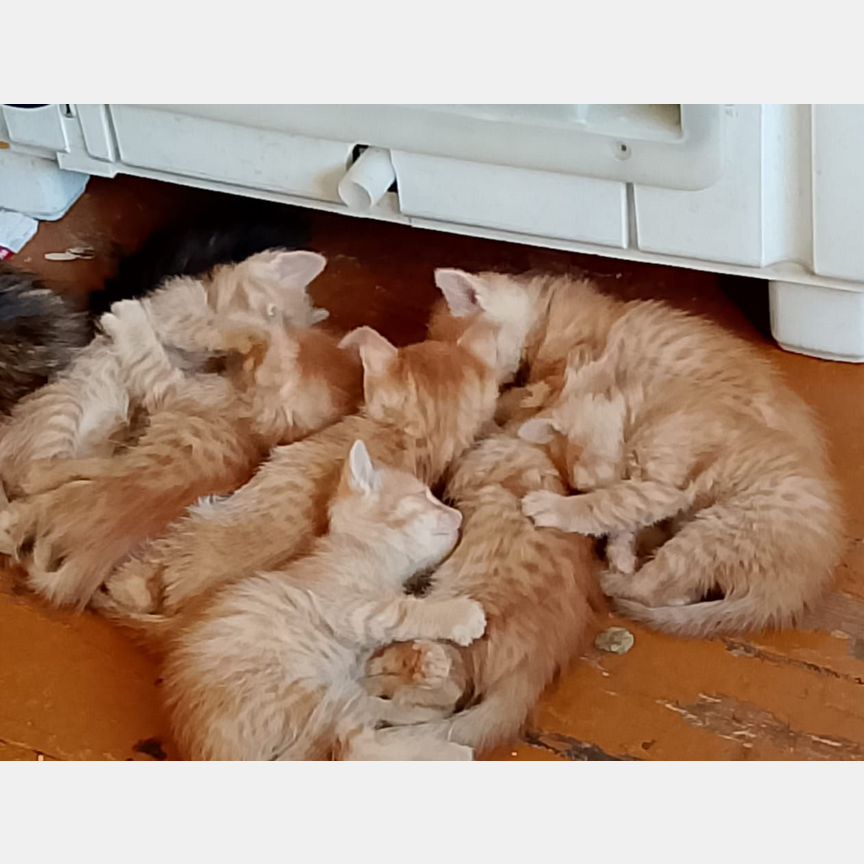 Отдам котят в добрые руки