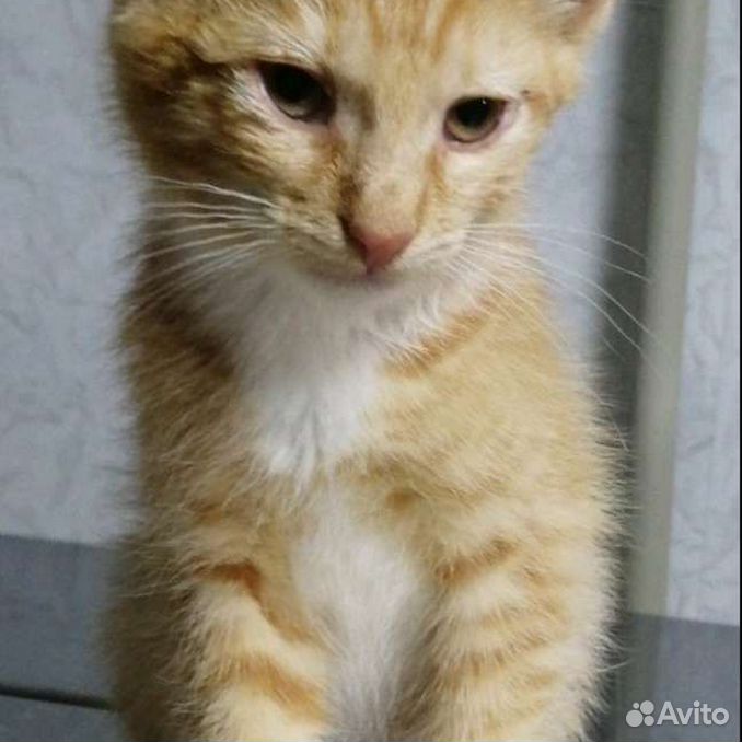 Рыжий котенок сирота ищет дом
