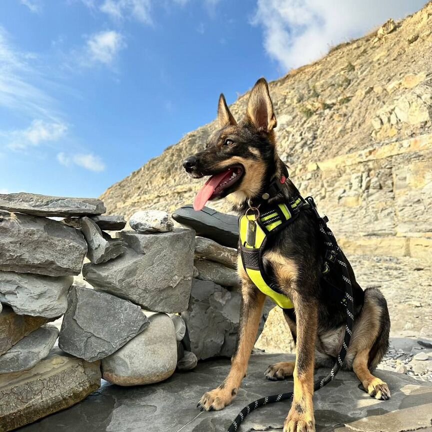 Собака щенок девочка в добрые руки