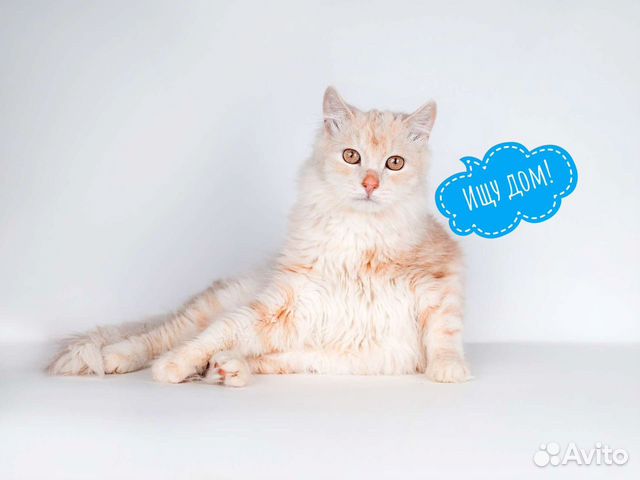 Очень ласковый кот Абрикос ищет семью