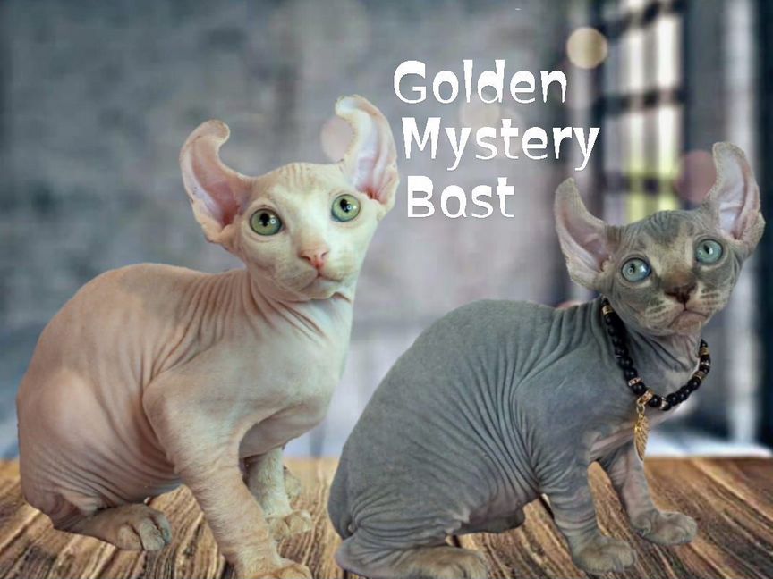 Сфинкс Эльф