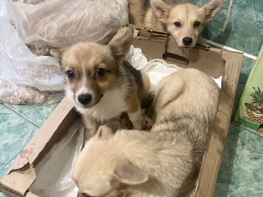 Дворняжки малышки