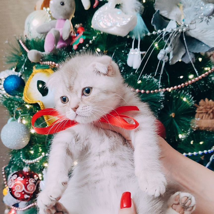 Шотландский вислоухий короткошёрстный котёнок