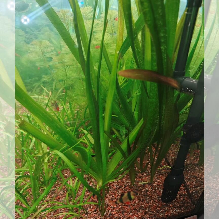 Валлиснерия гигантская