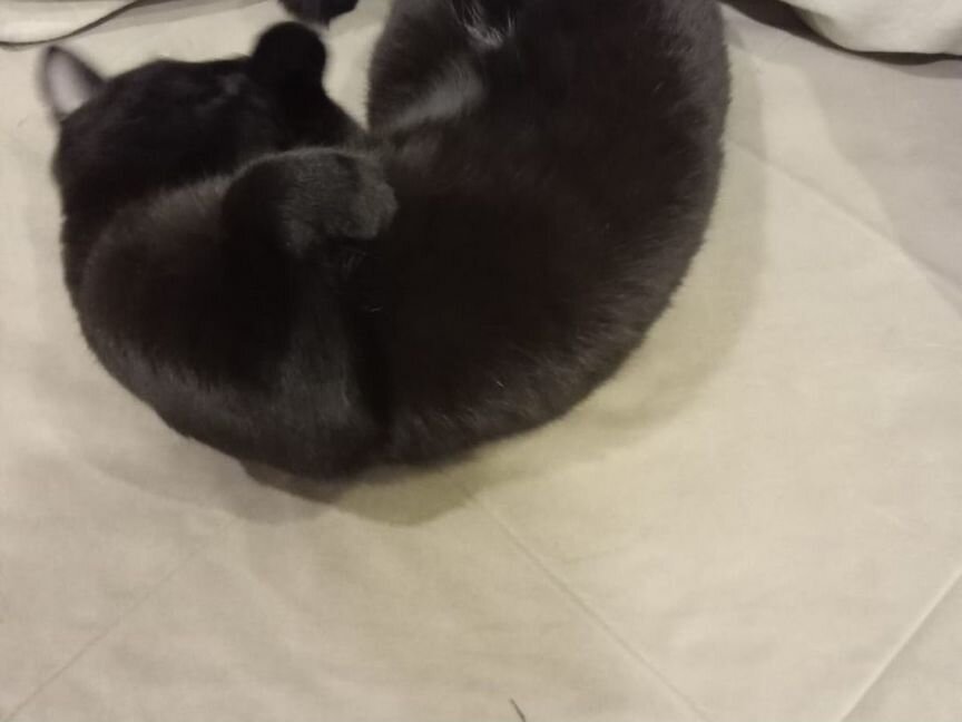 Кошка ищет дом