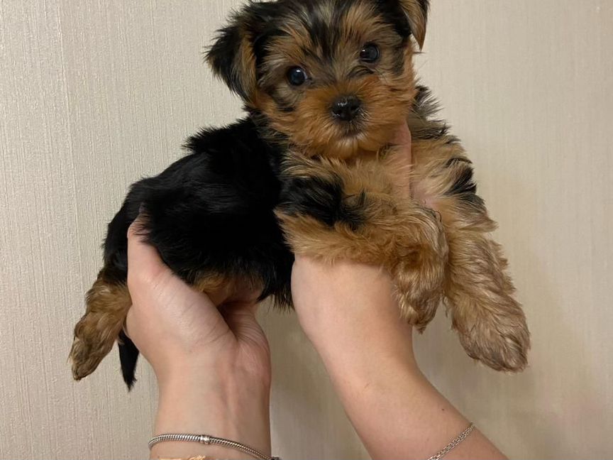 Щенки йорики