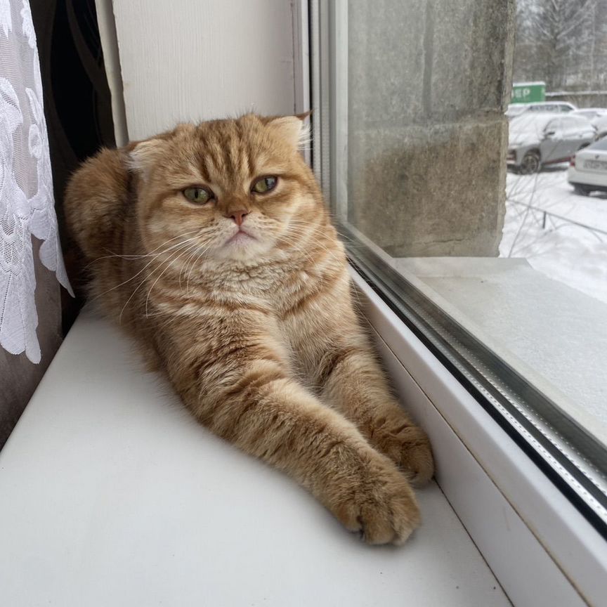 Британская кошка вязка