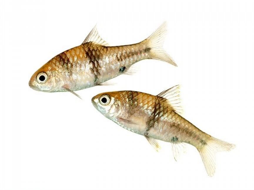 Барбус крестовый