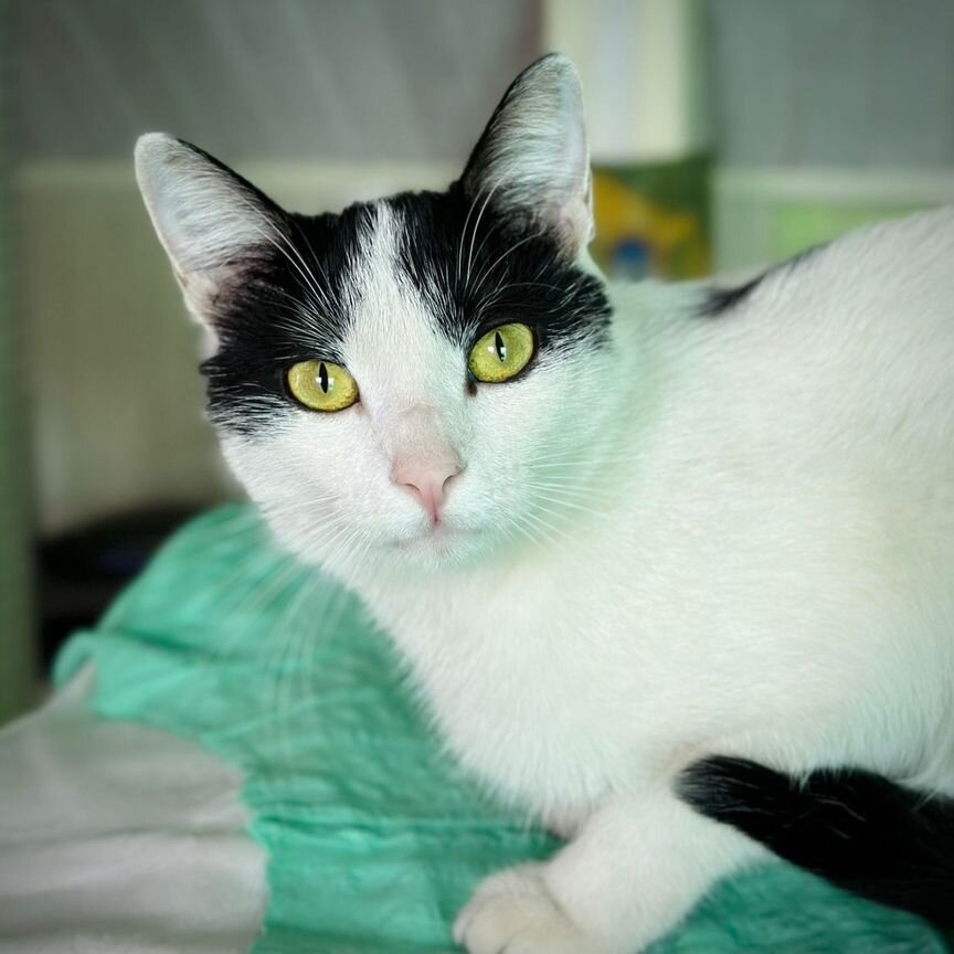 Юный ласкуша котик в добрые руки