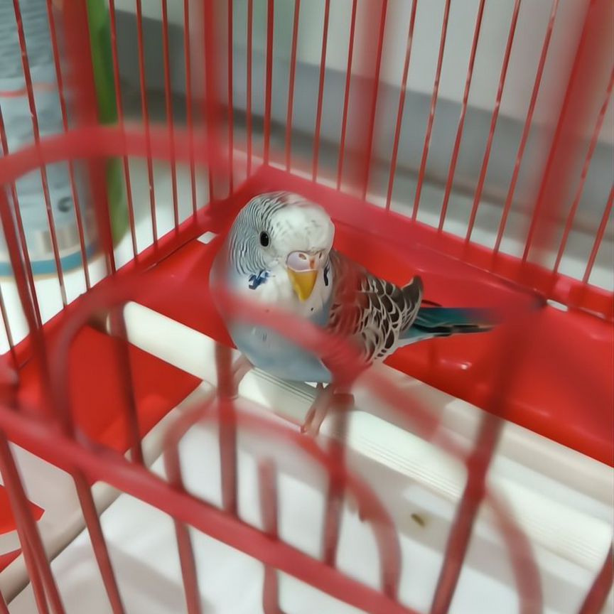 Волнистый попугай с клеткой