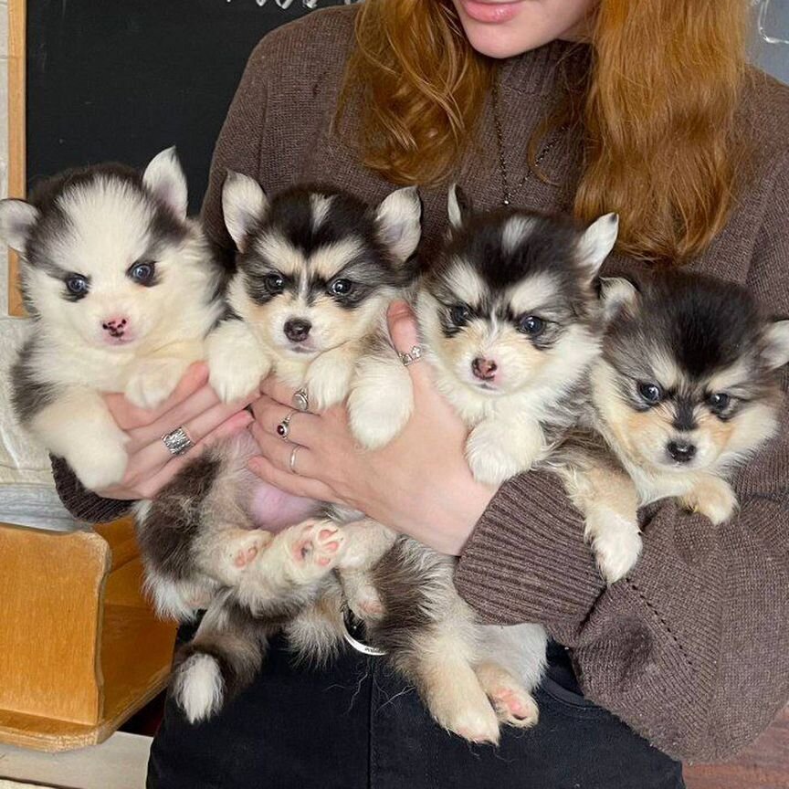Помски