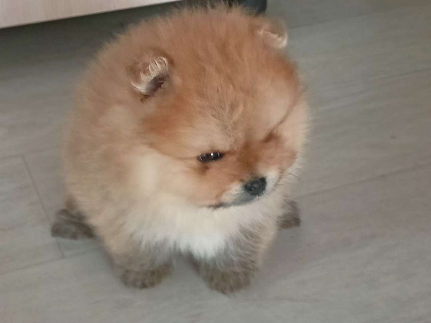 Продаются щенки померанского шпица.Мальчики