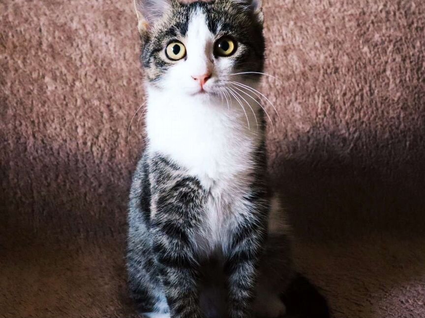 Котенок в добрые руки бесплатно