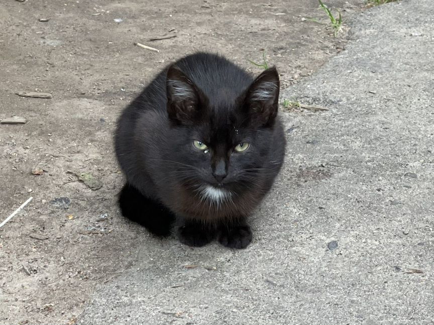 Котенок 3,5 месяца