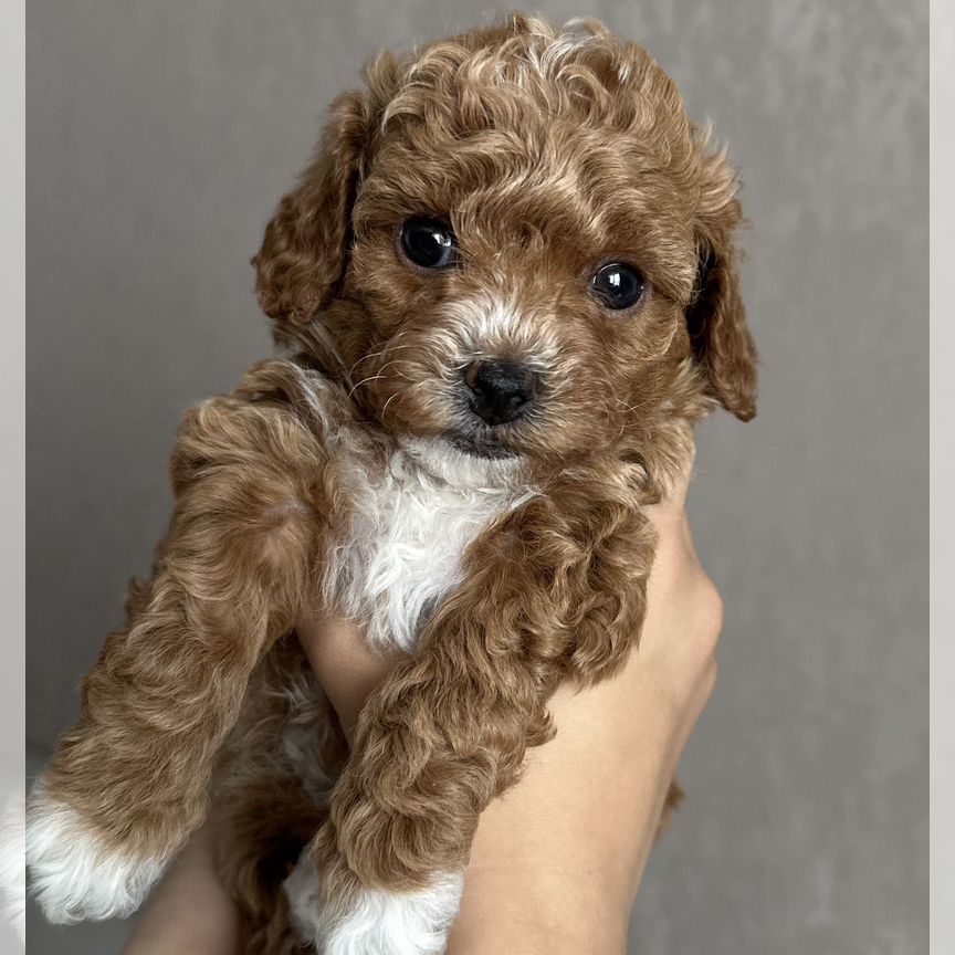 Той-пудель, щенок