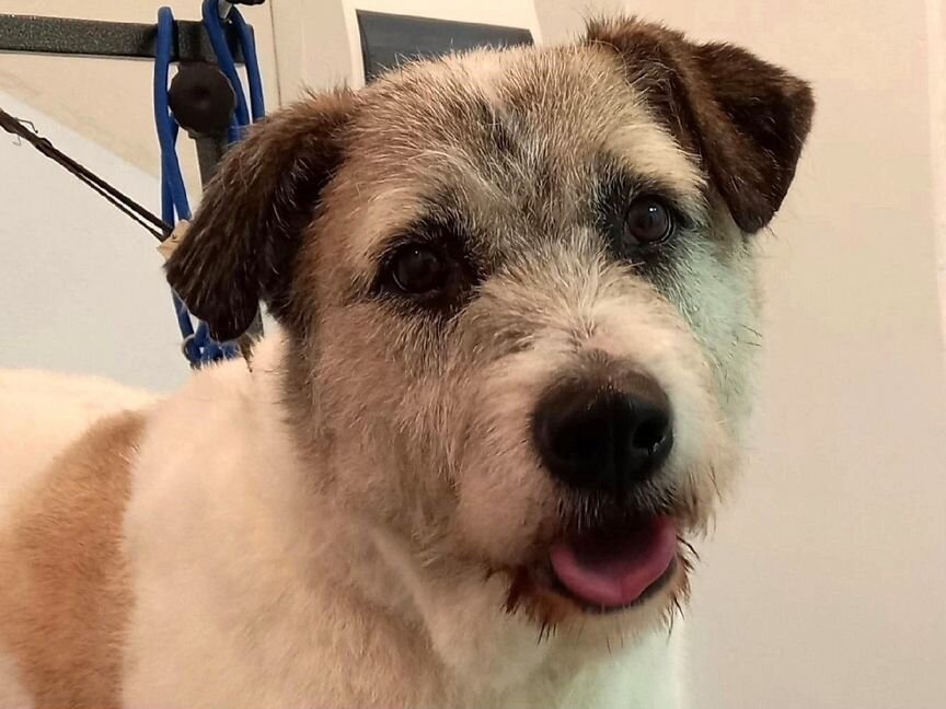 Беляночка страдает в приюте