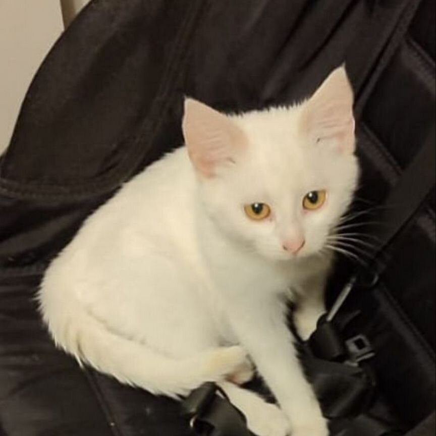 Девочка Беляшка 1,5мес