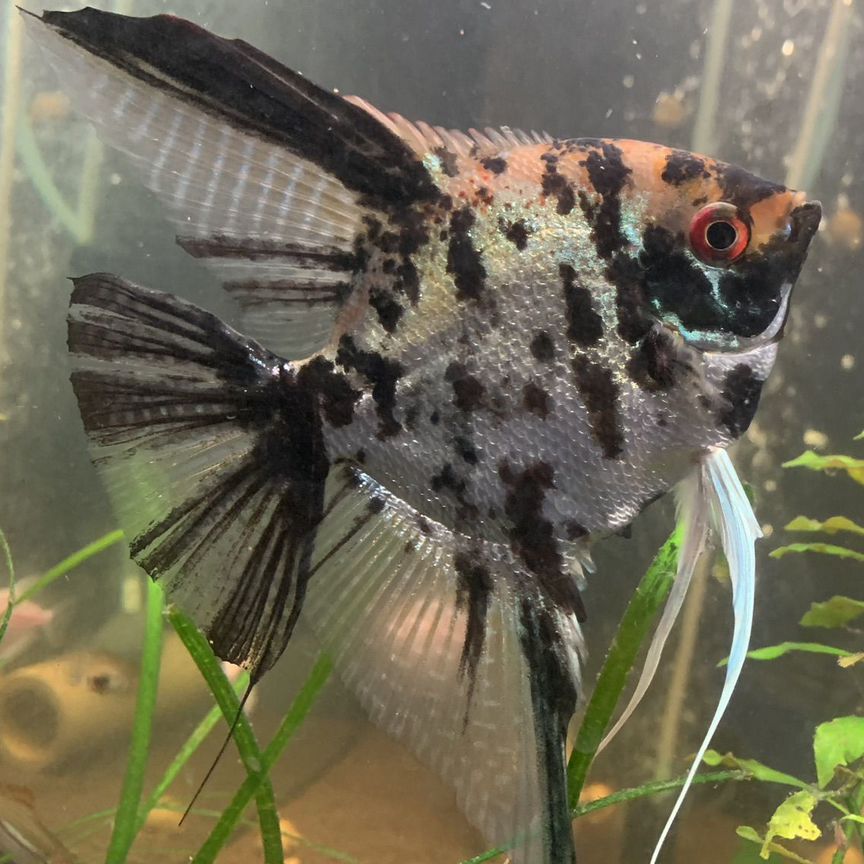 Скалярии пара