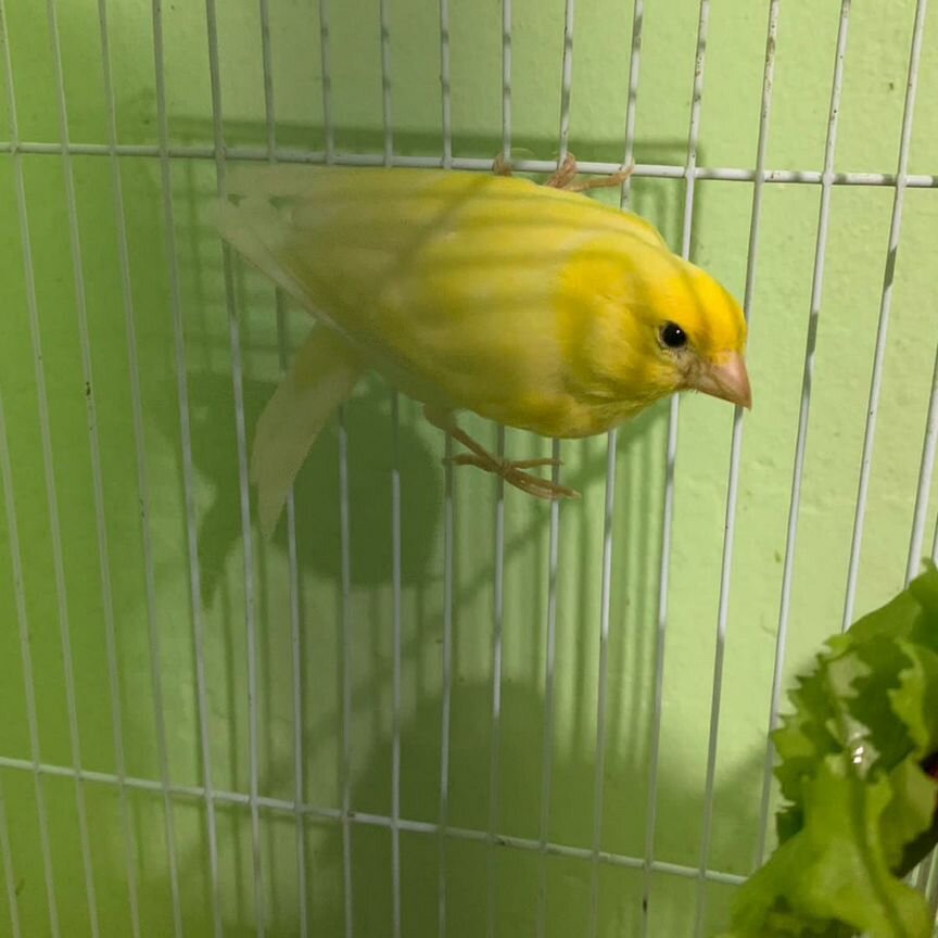 Кенар поющий