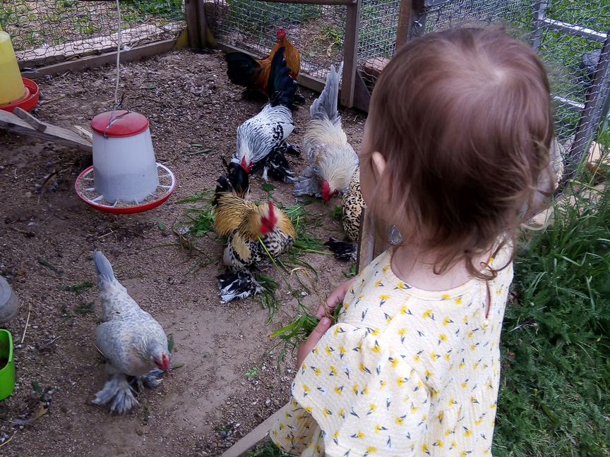 Декоративные птицы