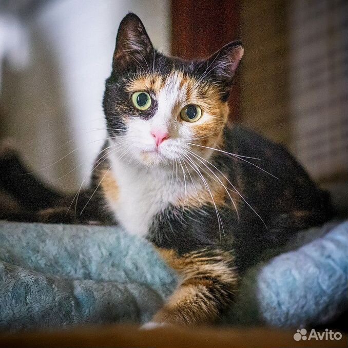 Вишенка очень хочет в семью