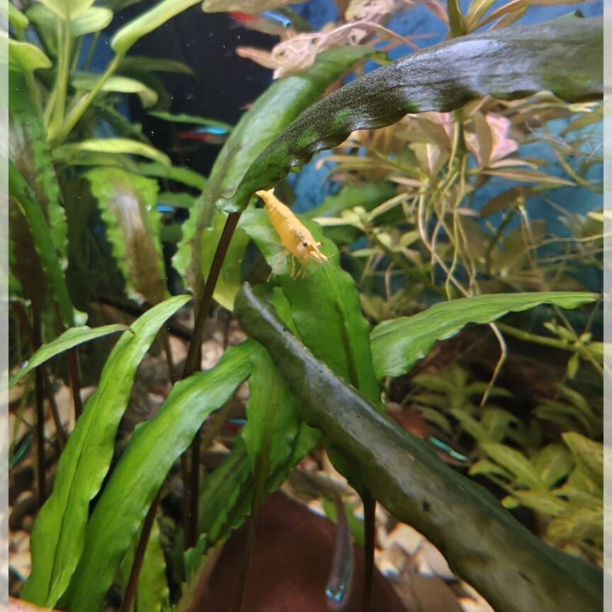 Креветки желтые