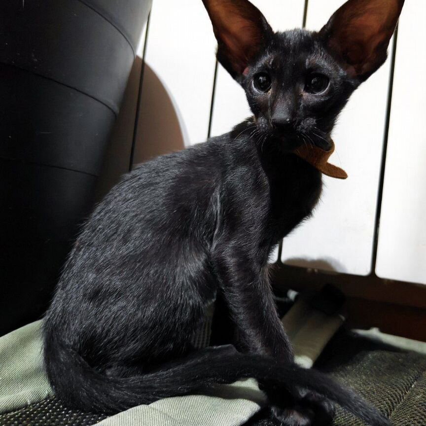 Ориентальный котёнок