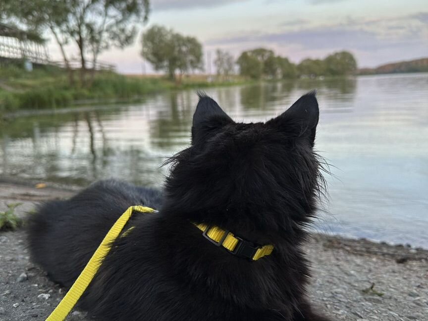 Лучшие мейн-куны