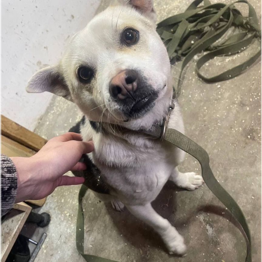 Ищу добрые руки