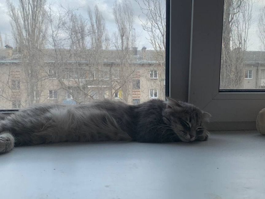 Чья ТО кошечка