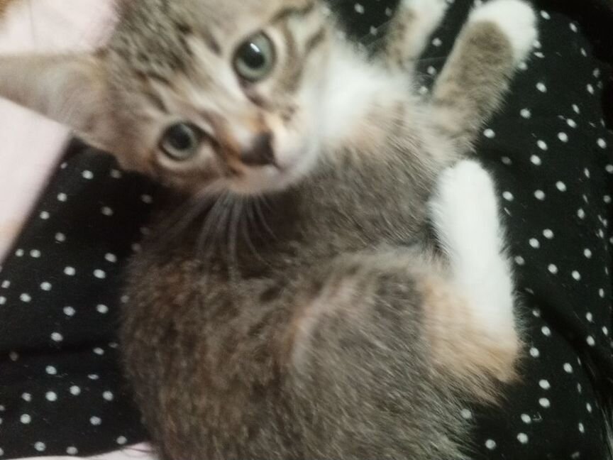 Кошка