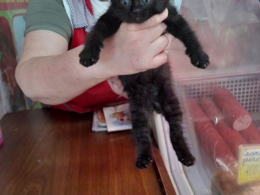 Котёнок девочка