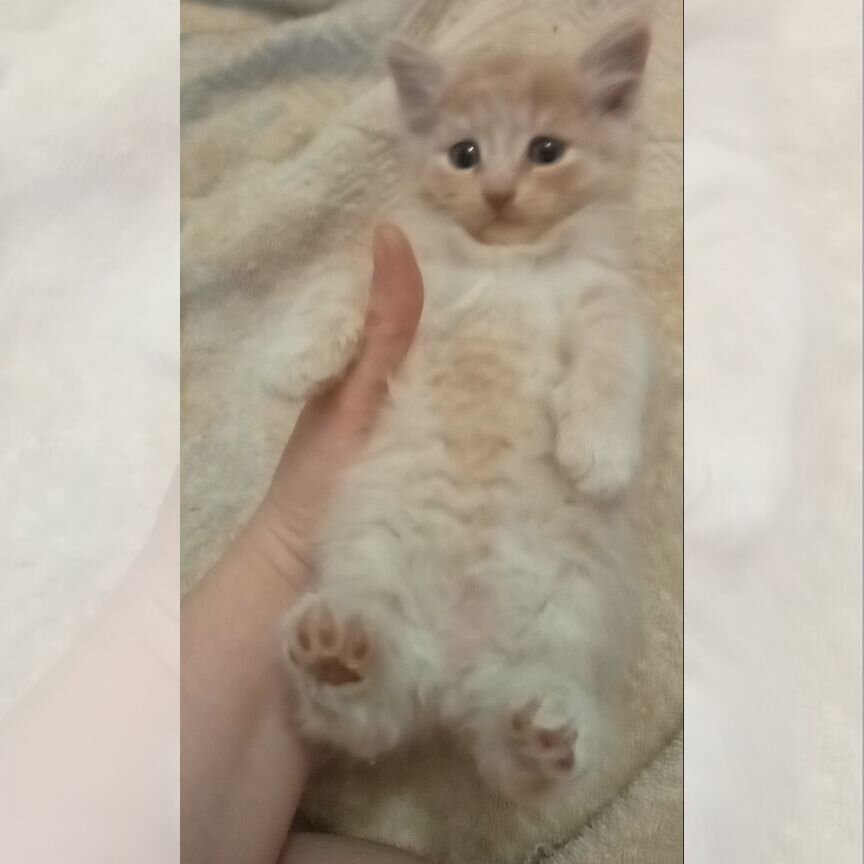 Котёнок в добрые руки