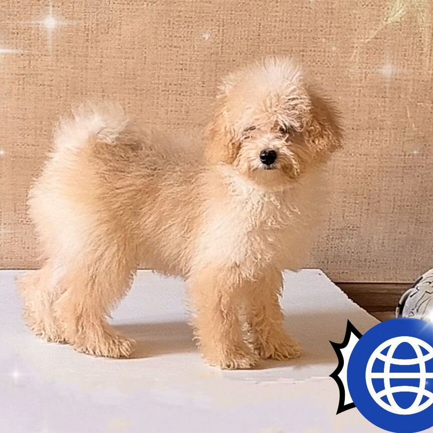 Той-пудель, щенок